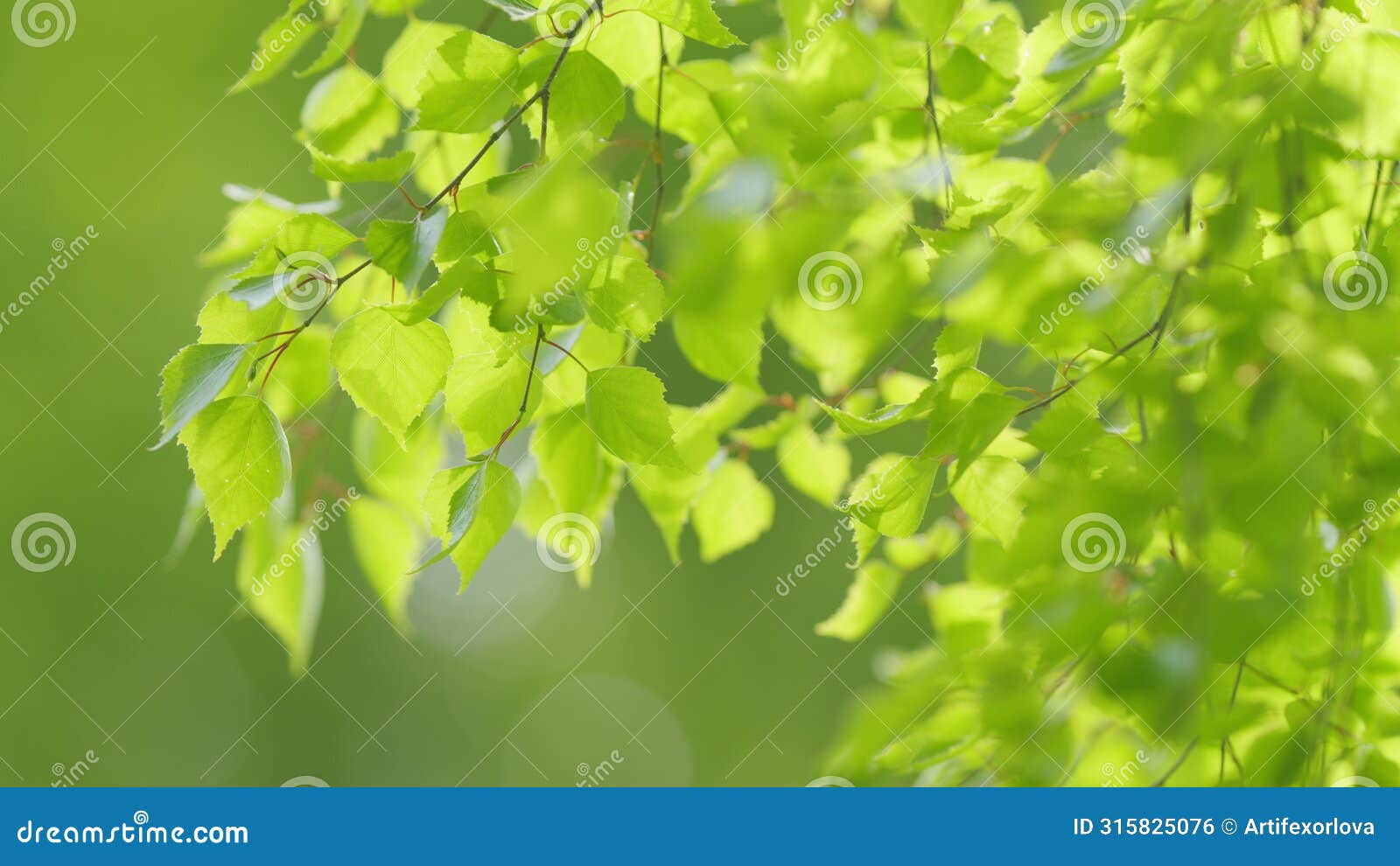 Green Birch Leaf Waving in the Wind on a Blurry Background during the ...