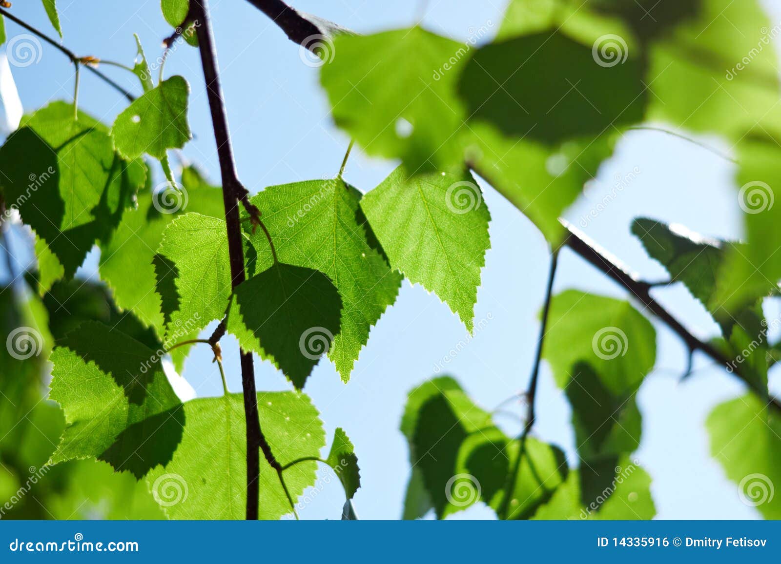 The green birch leaves stock photo. Image of lush, growth - 14335916