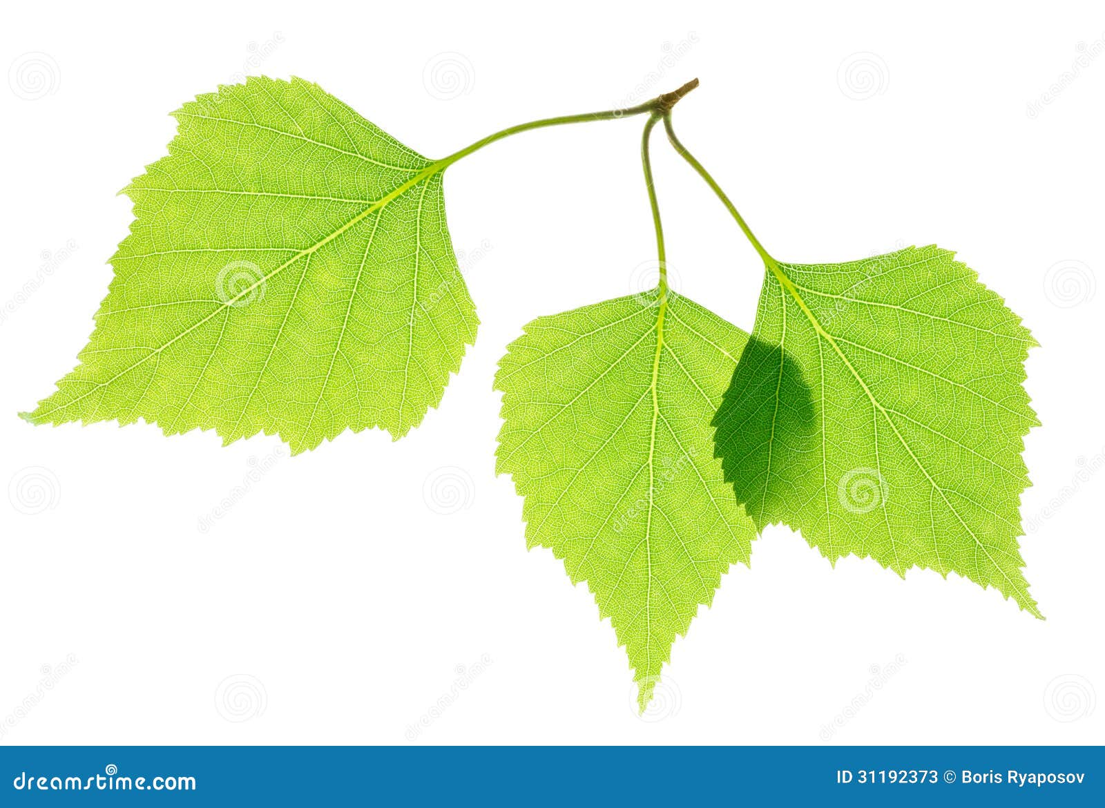 Green Birch Leaves Isolated Stock Image - Image of foliage, color: 31192373