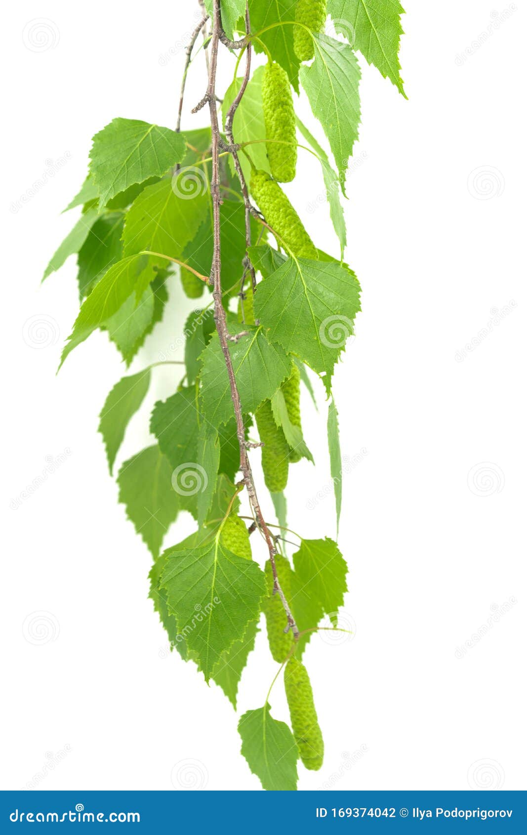 Green Birch Leaves Isolated on White Background Stock Photo - Image of ...