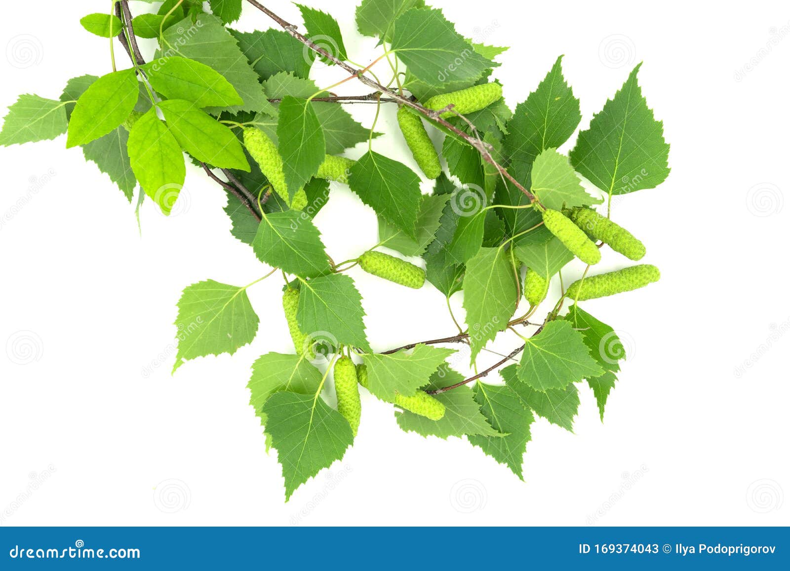 Green Birch Leaves Isolated on White Background Stock Image - Image of ...