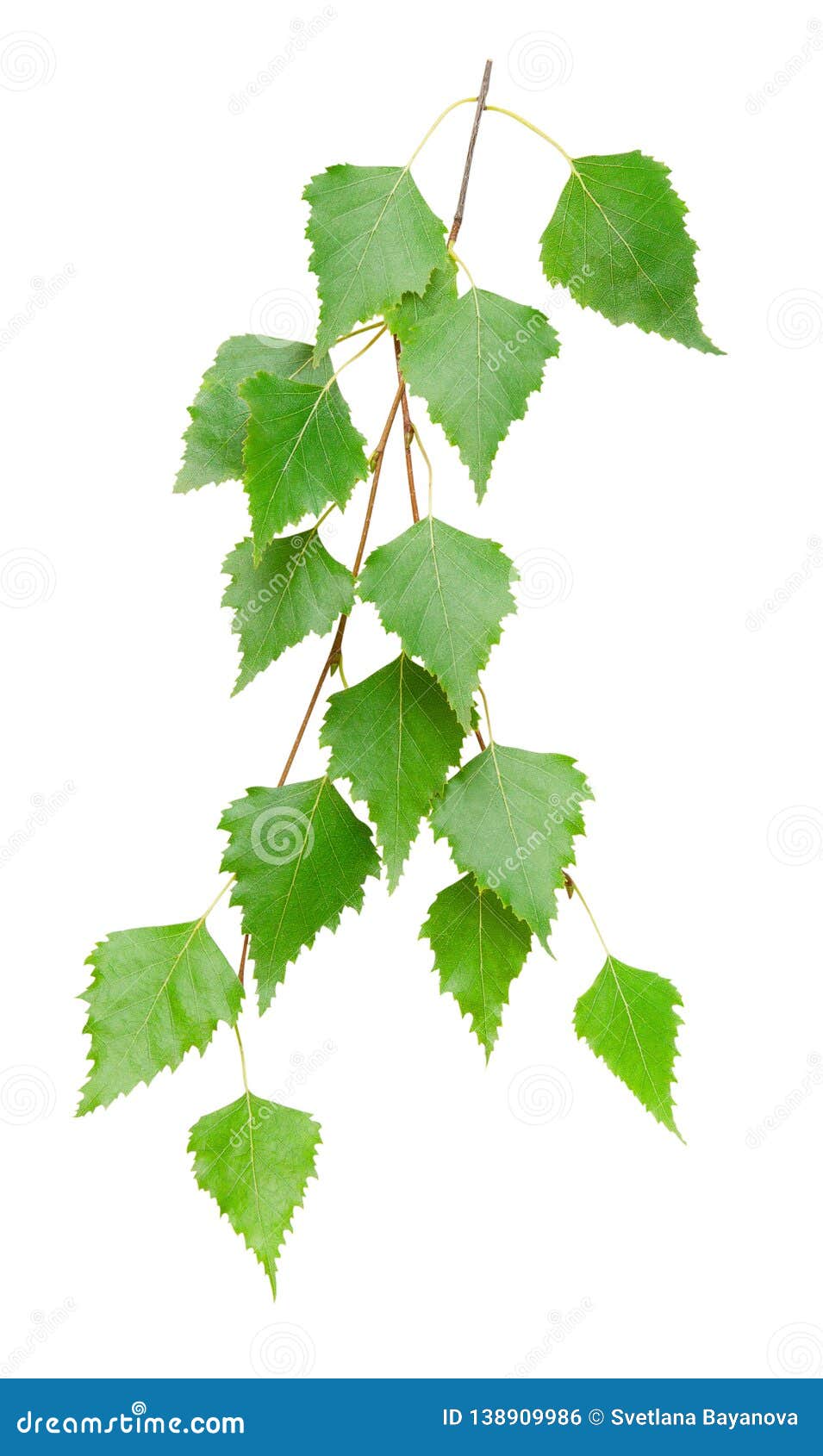 Birch branch stock photo. Image of leaf, forest, fresh - 138909986