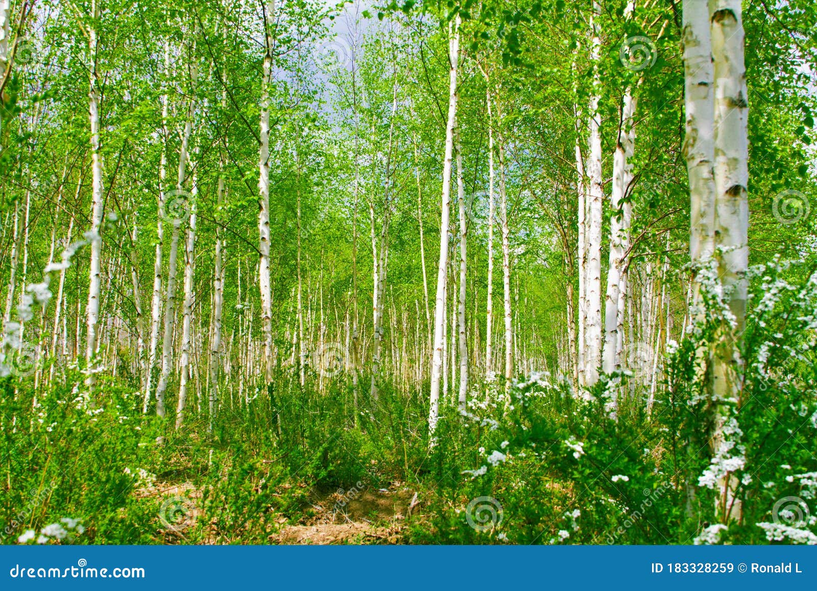 Green Birch Tree Forest in Spring Stock Image - Image of center, fresh ...