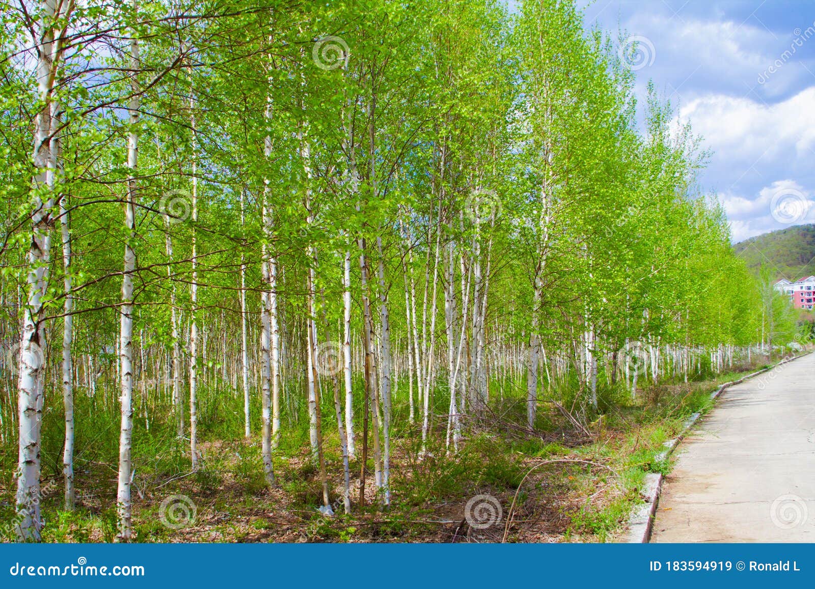 Green Birch Tree Forest by the Road in Spring Stock Image - Image of ...