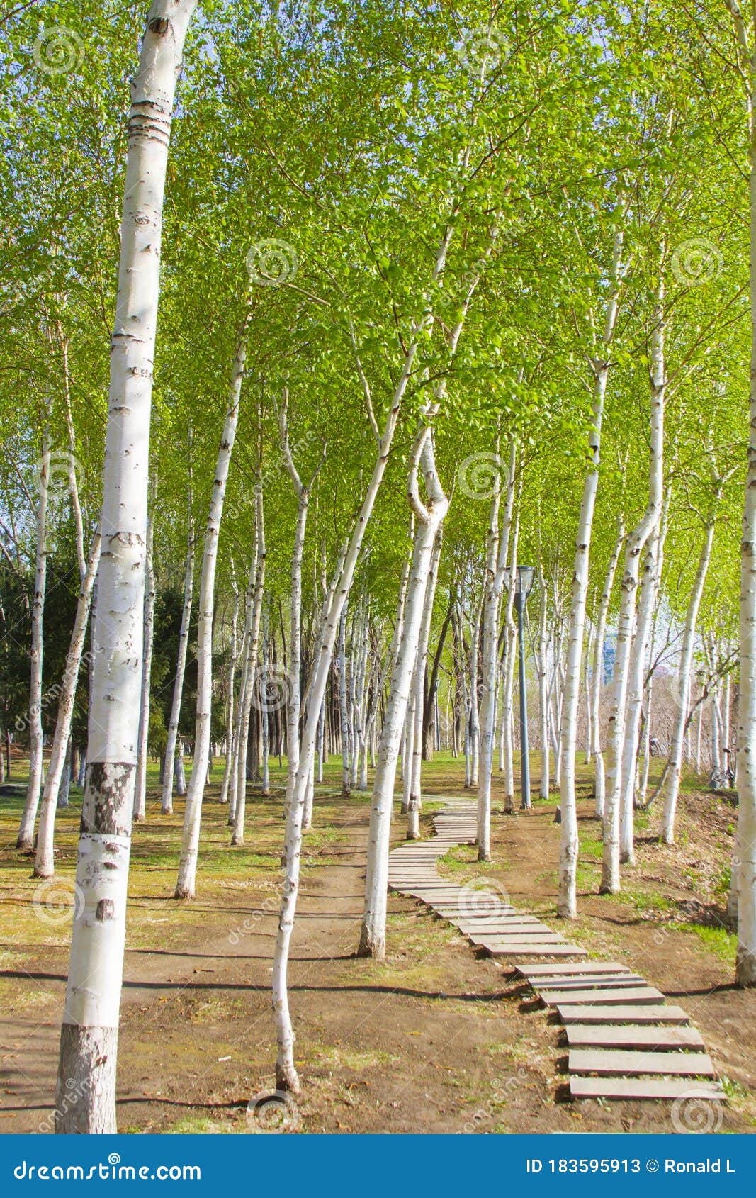 Green Birch Tree Forest by the Road in Spring Stock Image - Image of ...