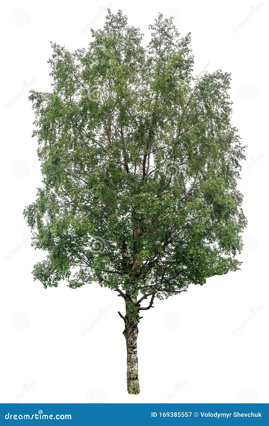 Green birch tree on white stock image. Image of crown - 169385557