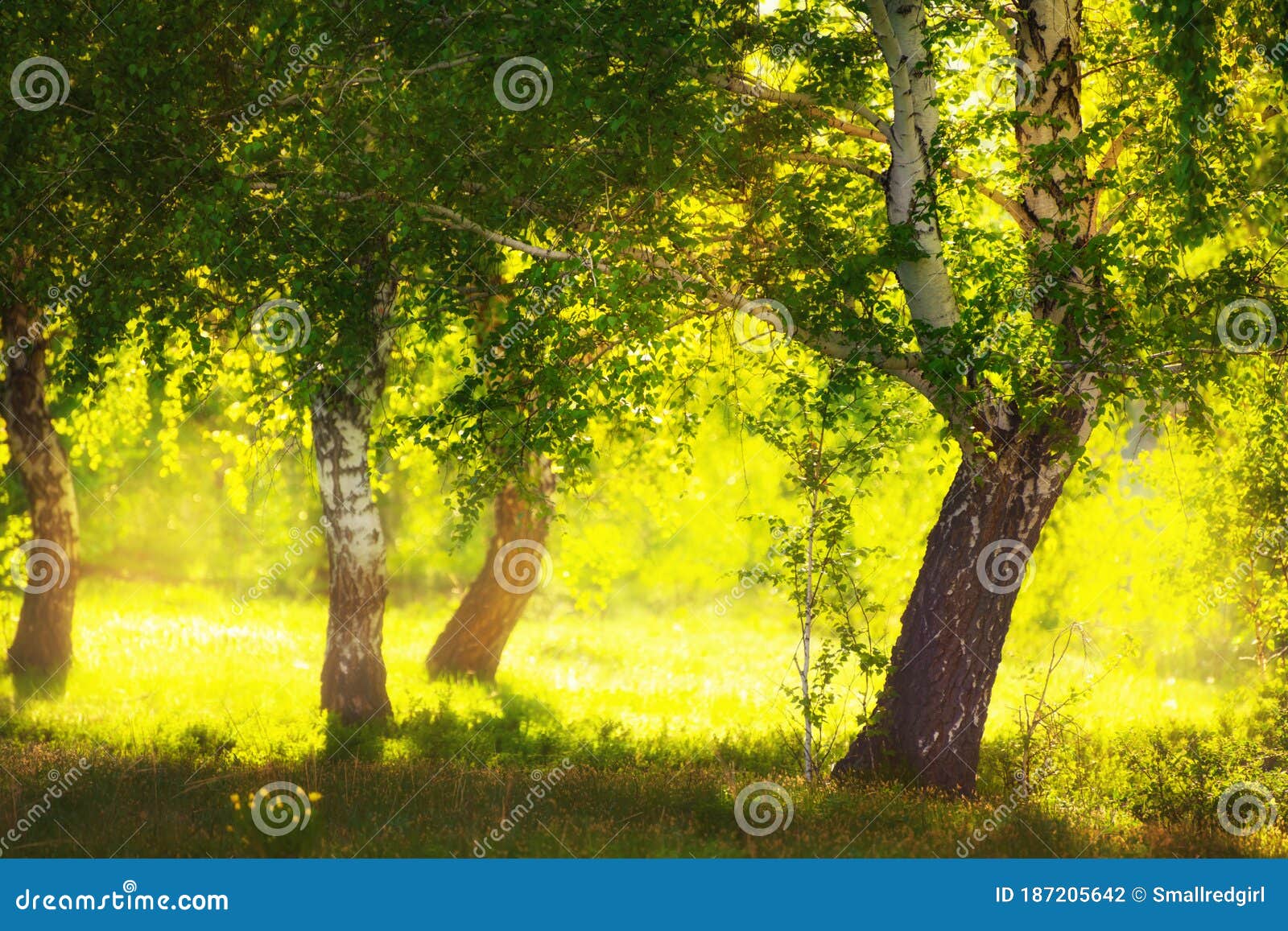 Green Birch Trees on the Forest Meadow at Sunset Stock Photo - Image of ...