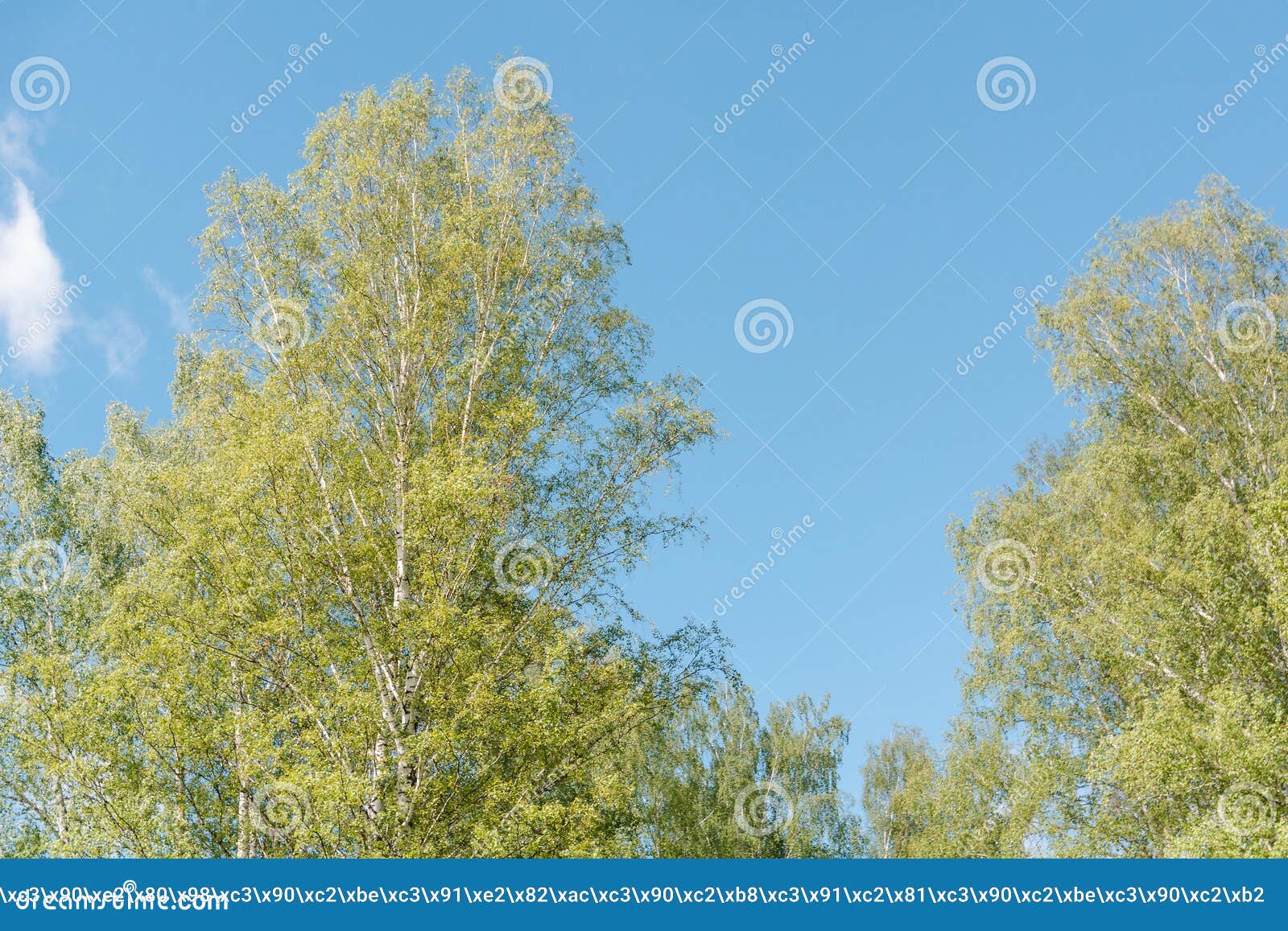 Green Birches. Birch Wood. Birch Thicket in the Summer Stock Image ...