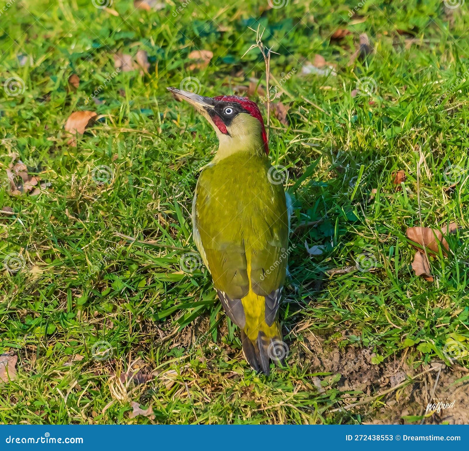 Green bird alone watchful stock image. Image of alone - 272438553