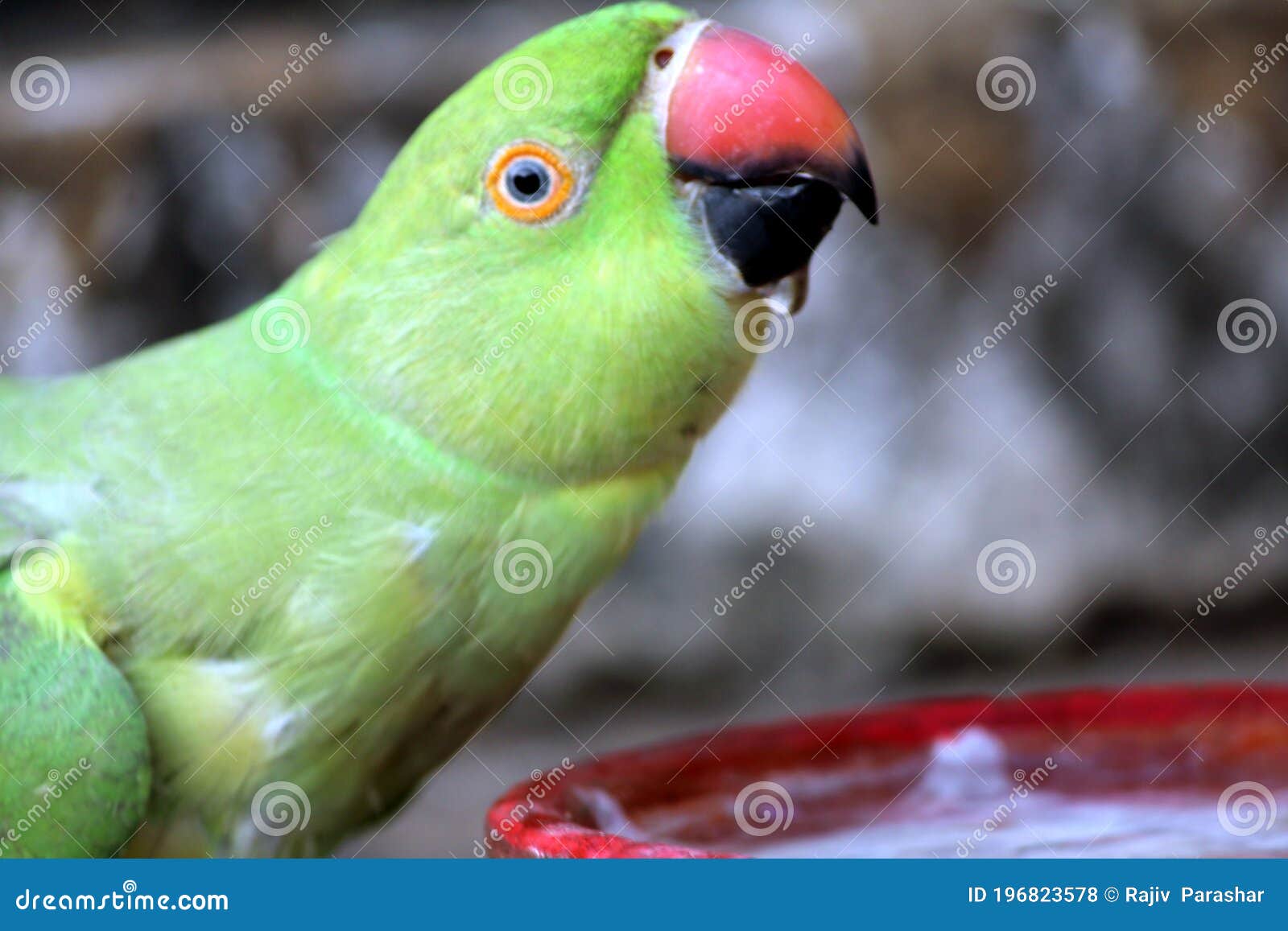 A Green Bird Parrot Eat Food Stock Photo - Image of colorful, wildlife ...