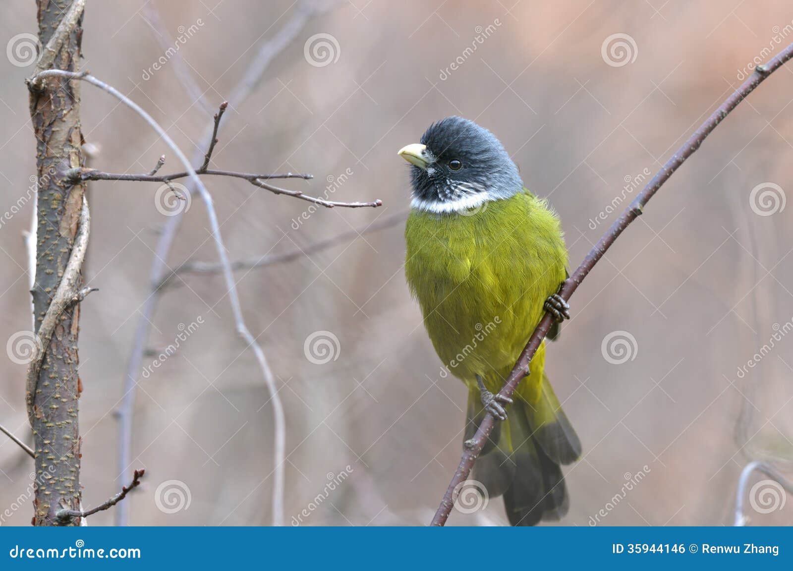 A green bird stock photo. Image of rest, black, green - 35944146