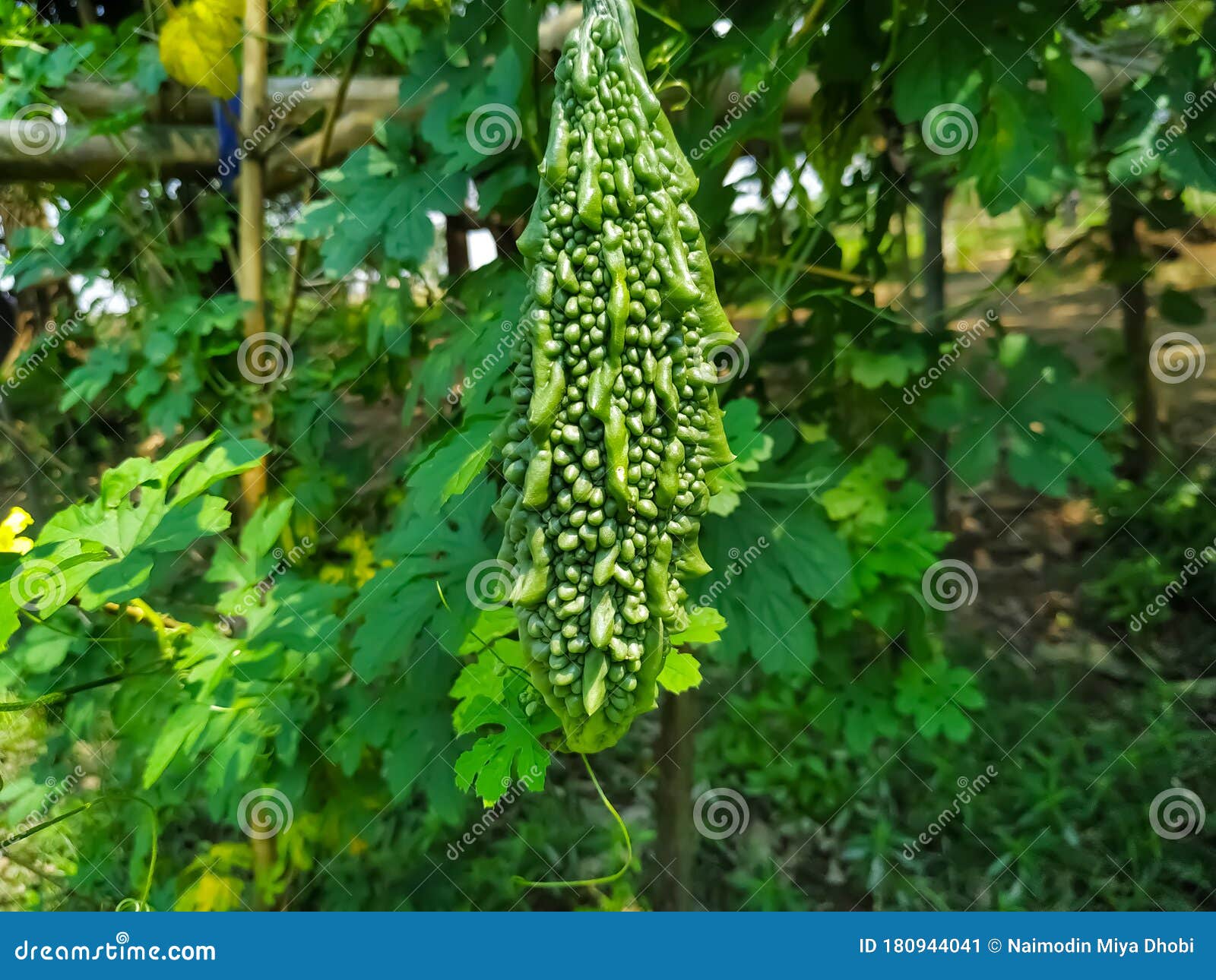 Green Bitter Gourd on the Tree. Healthy Vegetables Natural Stock Image ...