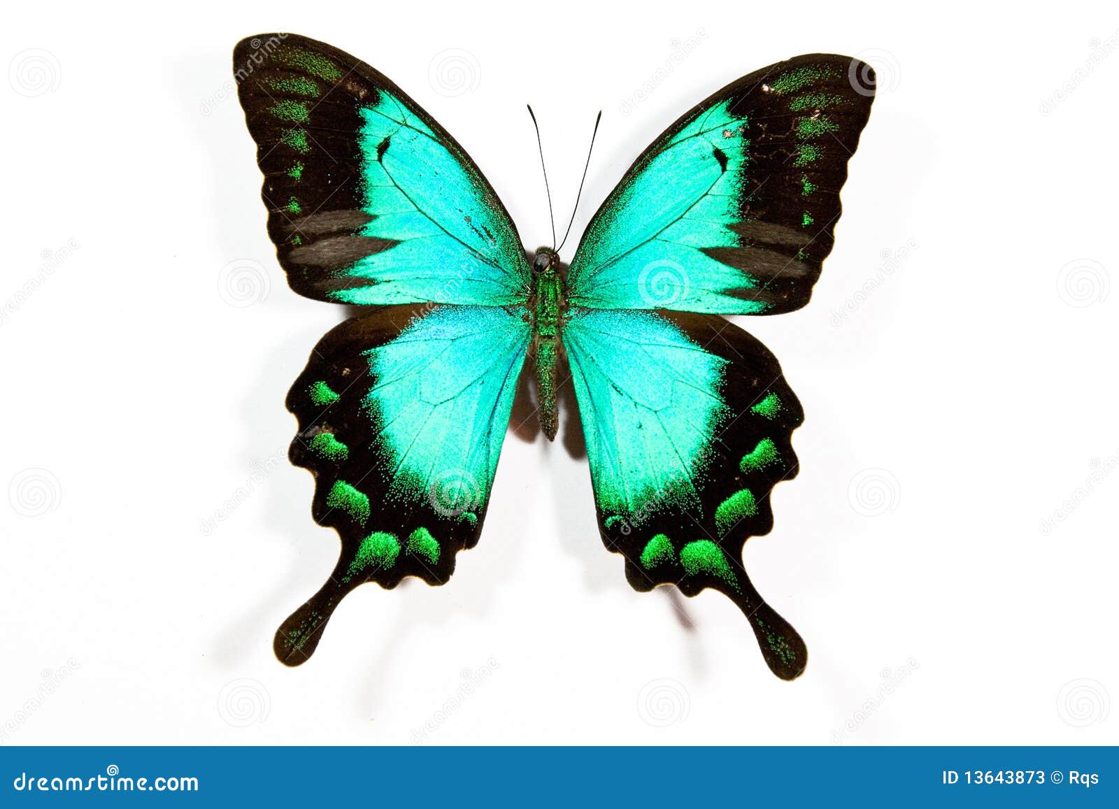 Green And Black Butterfly Papilio Lorquinianus Stock Image - Image of ...