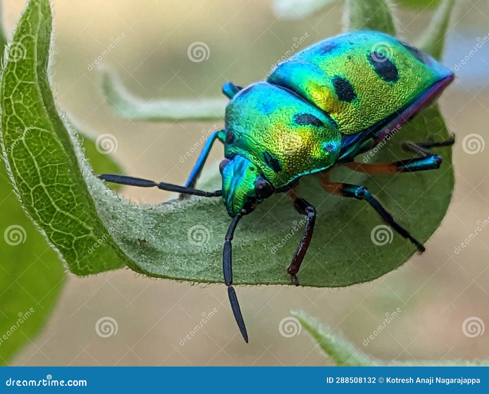 Green with Black Dots Insect Sitting on the Leaf Stock Photo - Image of ...