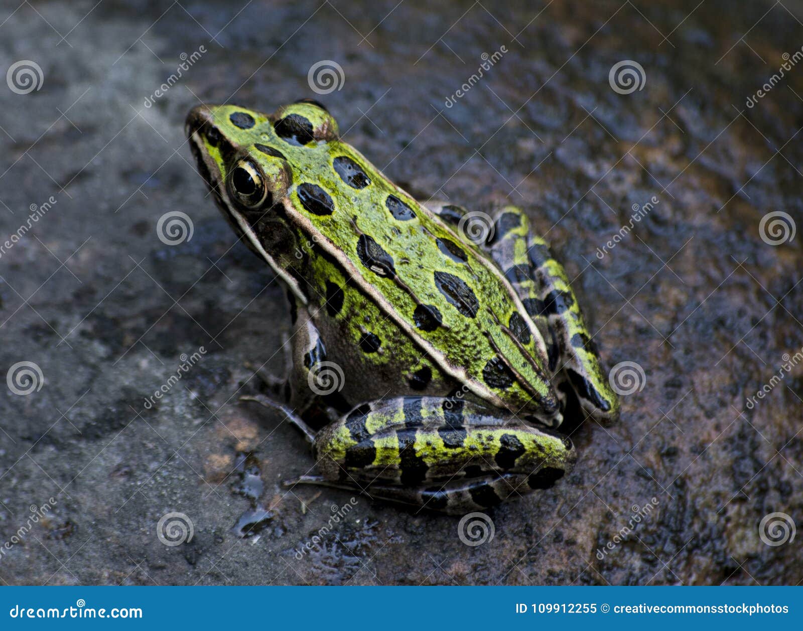 Green And Black Frog Photography Picture. Image: 109912255
