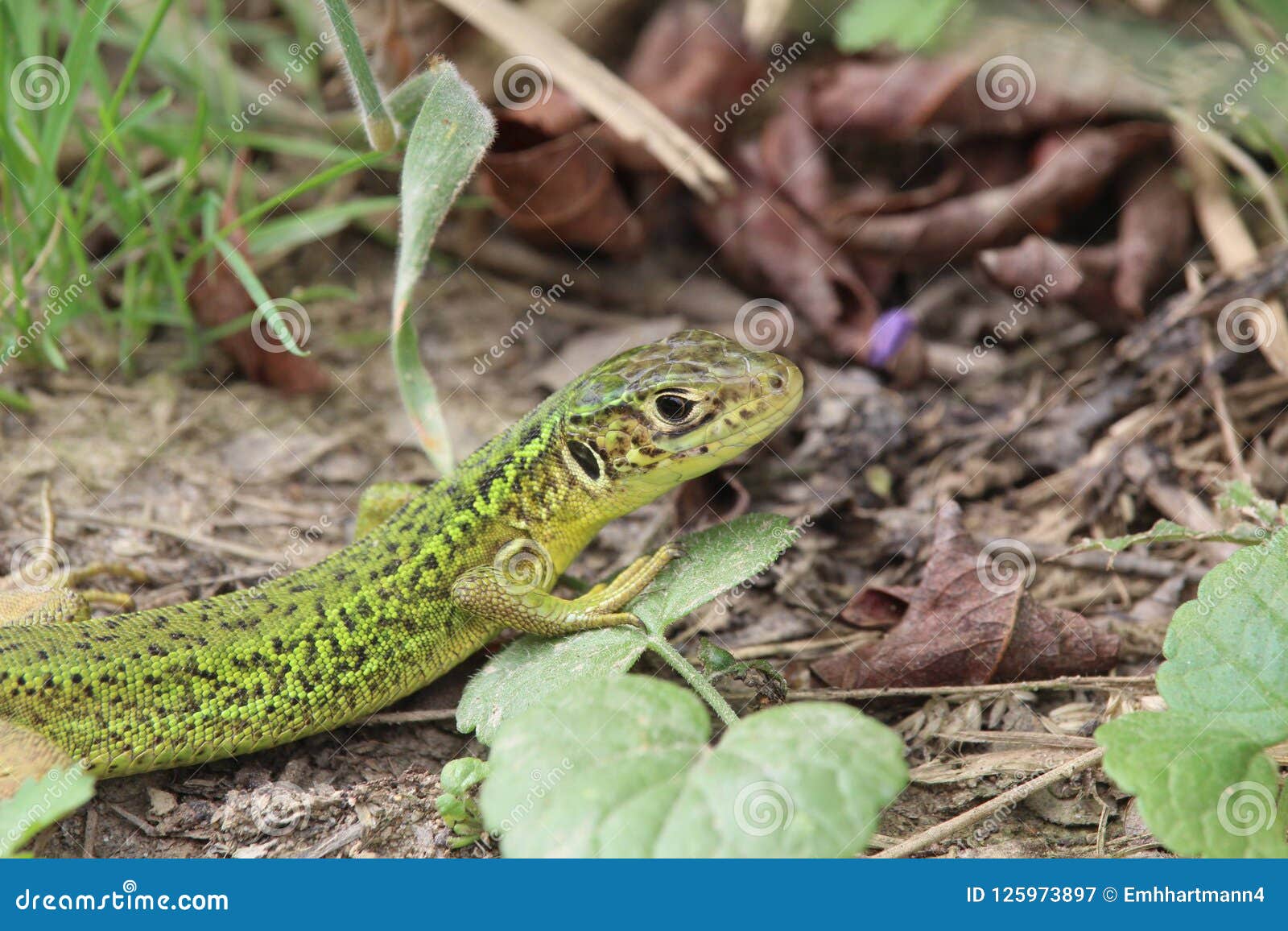 Green black emerald lizard stock image. Image of green - 125973897