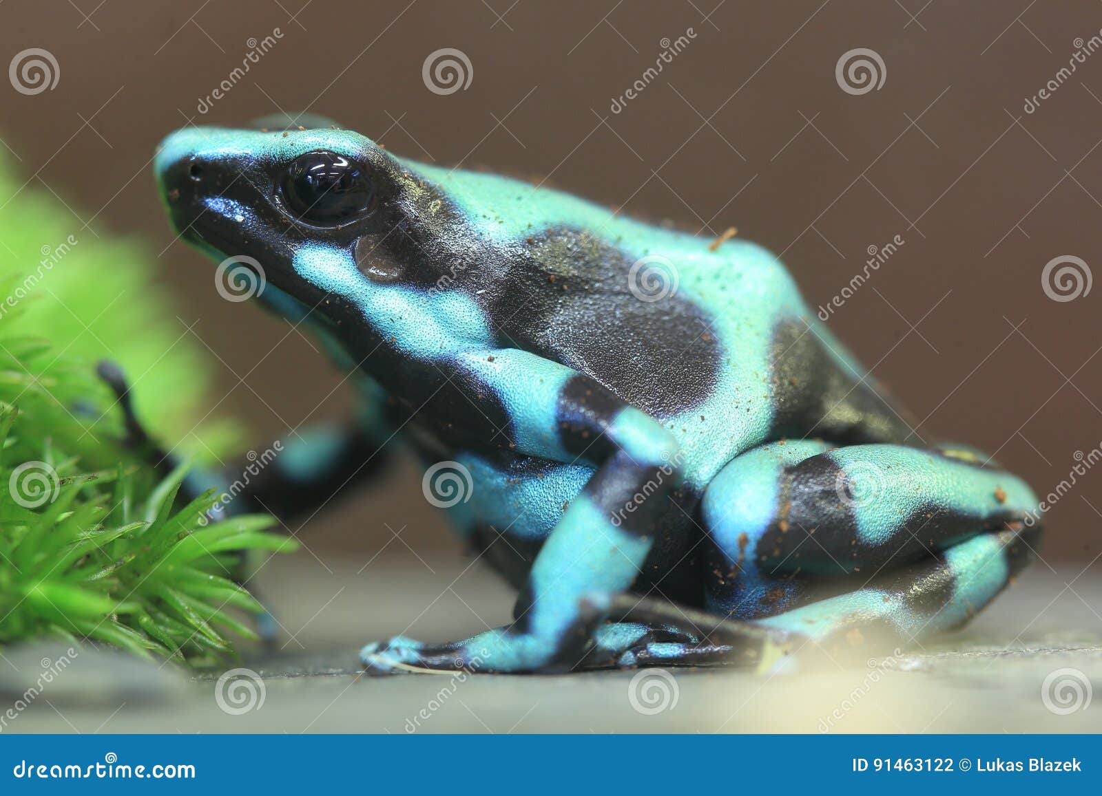 Green and Black Poison Dart Frog Stock Photo - Image of green, soil ...