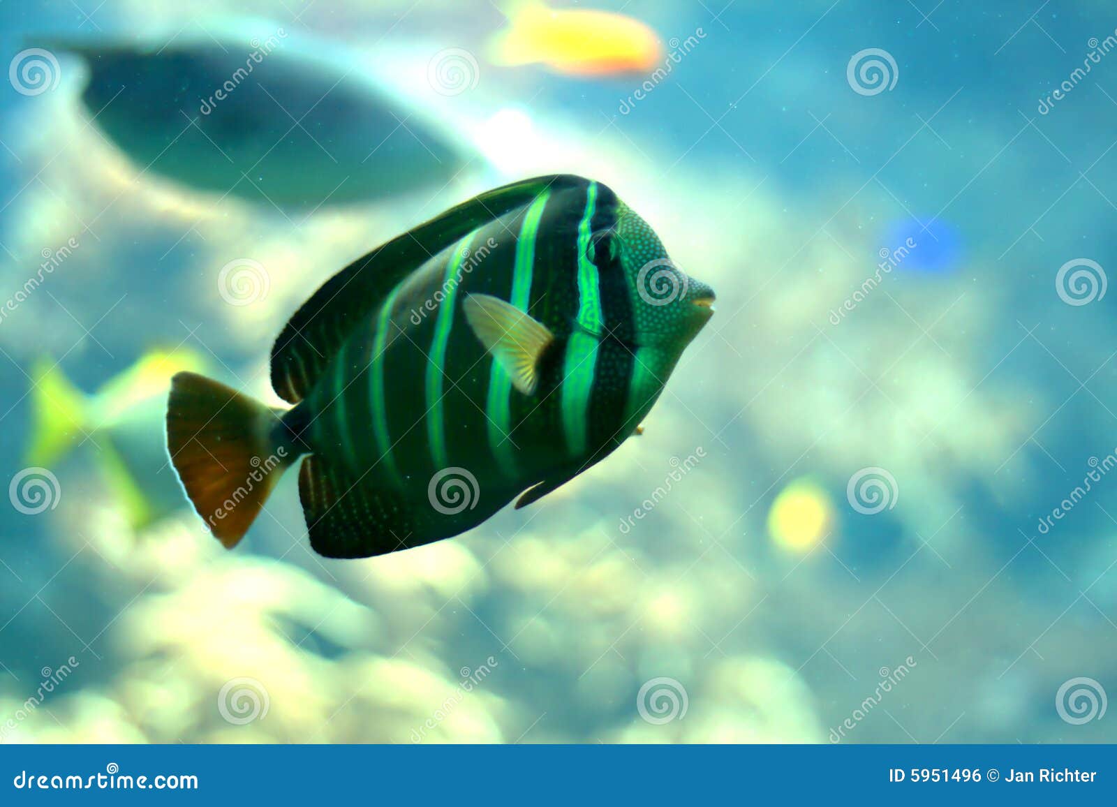 Green And Black Streaky Fish Stock Photo - Image: 5951496