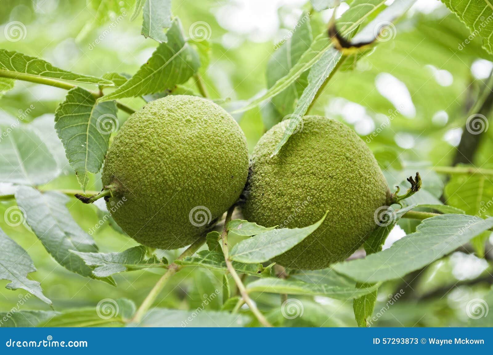 Green Black Walnuts on the Tree Stock Image - Image of food, healthy ...