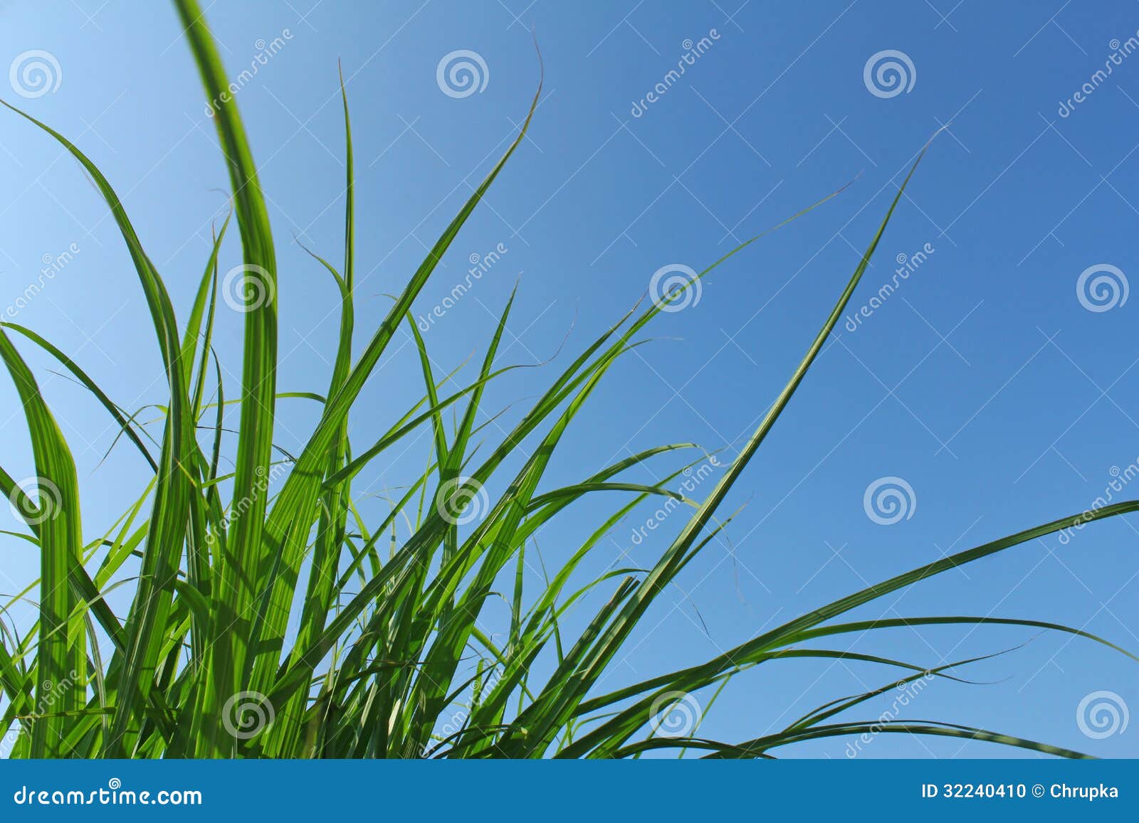 Green blades of grass stock photo. Image of season, macro - 32240410
