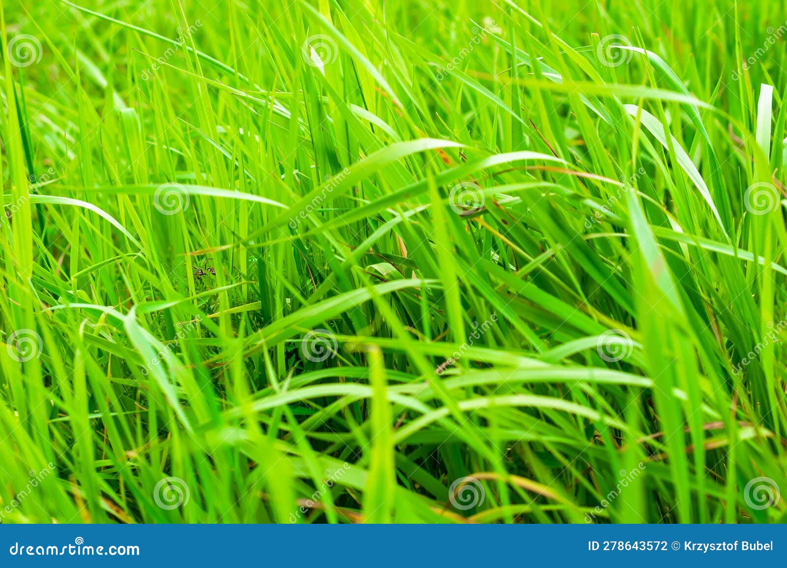 Green Blades of Grass with Visible Texture Stock Photo - Image of ...