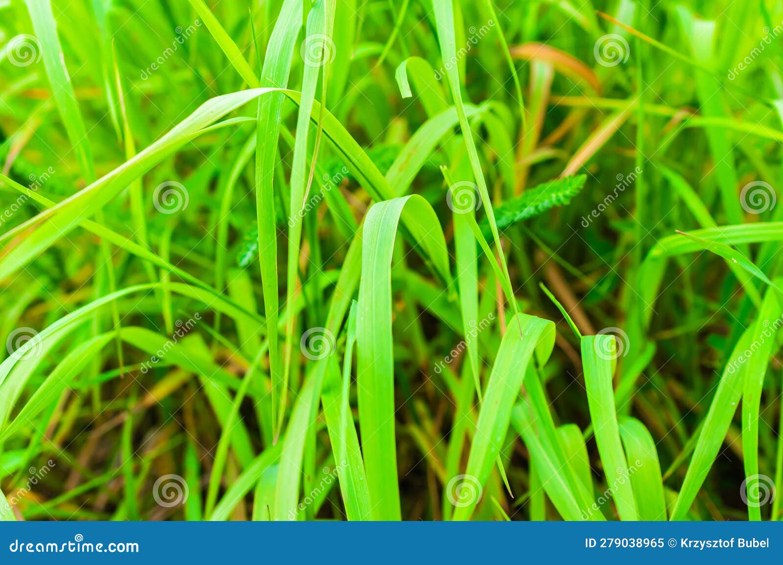Green Blades of Grass with Visible Texture Stock Image - Image of ...