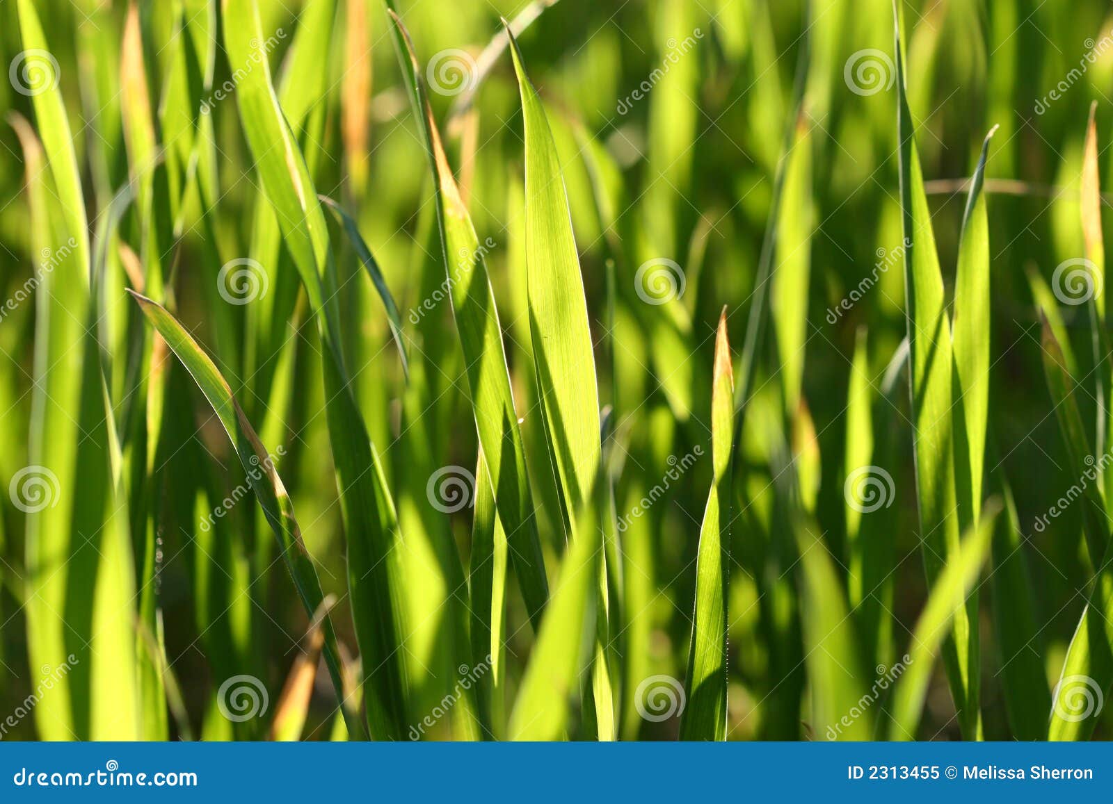 Green Blades of New Wheat stock image. Image of growth - 2313455