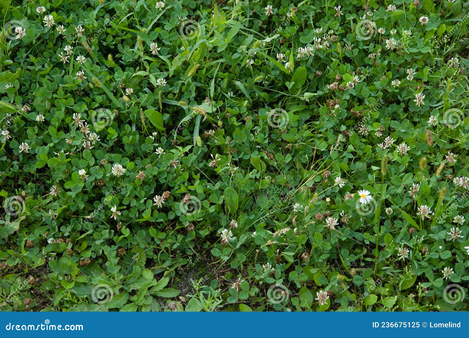 Green Blooming Clover, Top View Stock Image - Image of blooming ...