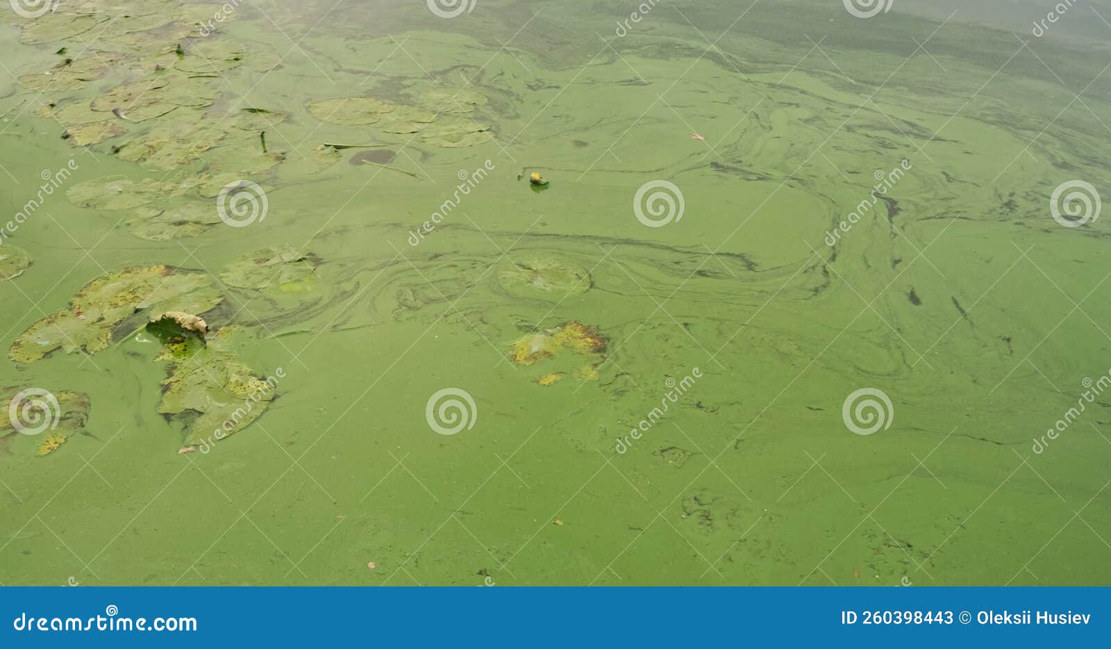Green Blooming Water in the River. Algae Leaves on the Surface. Animals ...