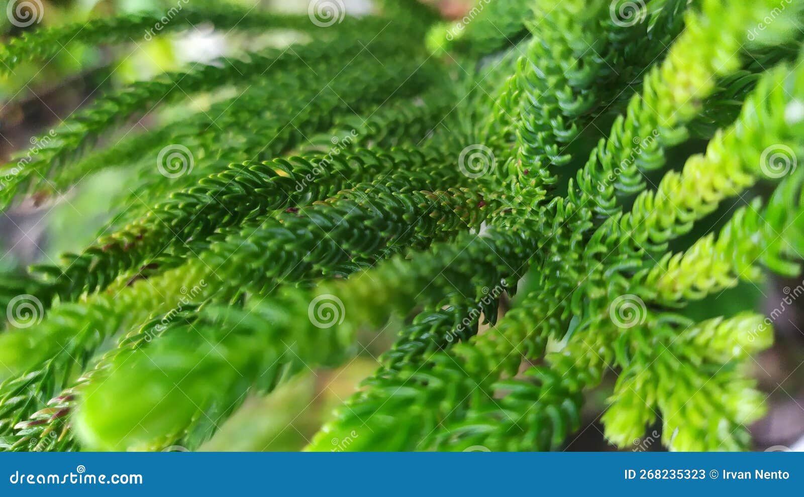 The green blooms stock image. Image of tree, spruce - 268235323
