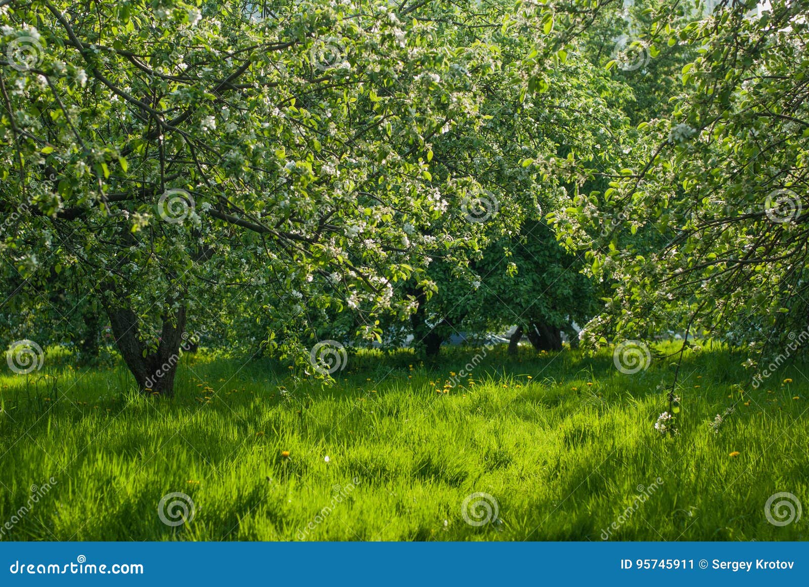 Green Blossom Apple Tree Orchard Stock Image - Image of freshness ...