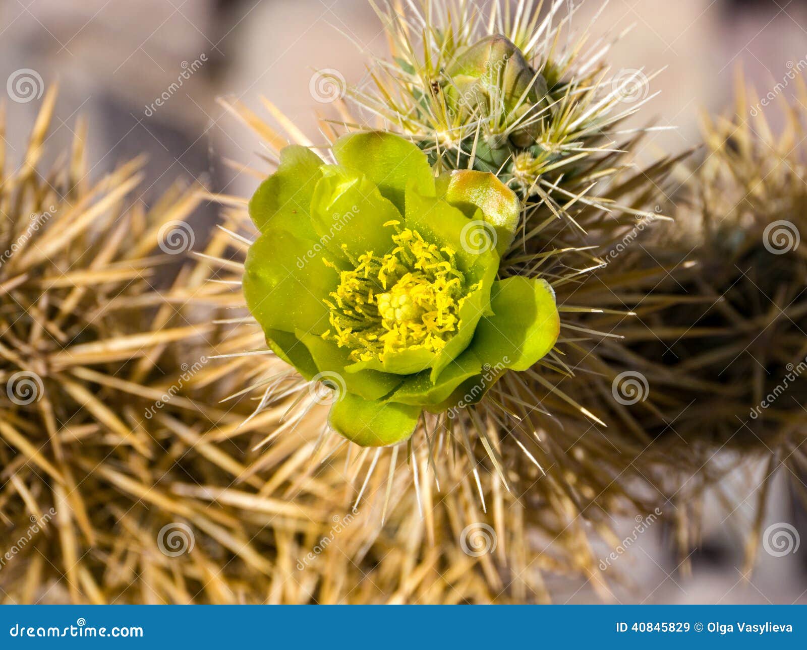 Green Blossom stock image. Image of america, growing - 40845829