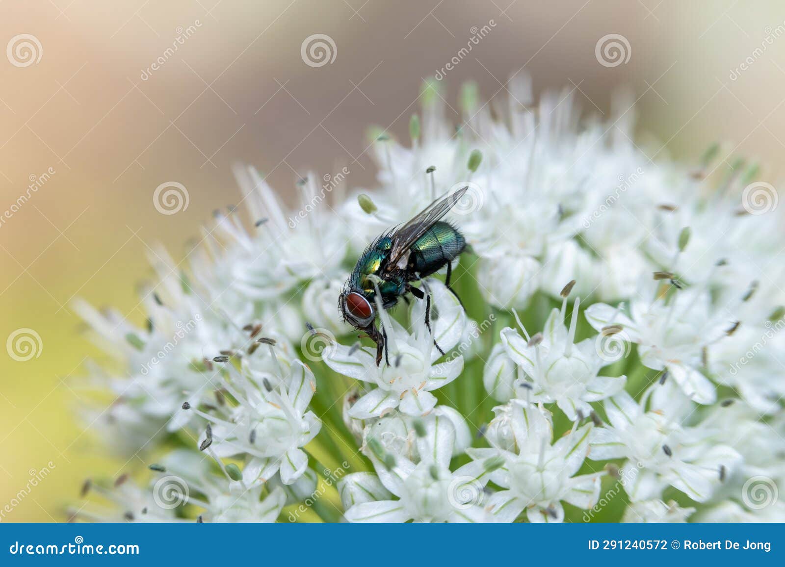 Green Blowfly Eats Honey from an Anise Flower Stock Photo - Image of ...