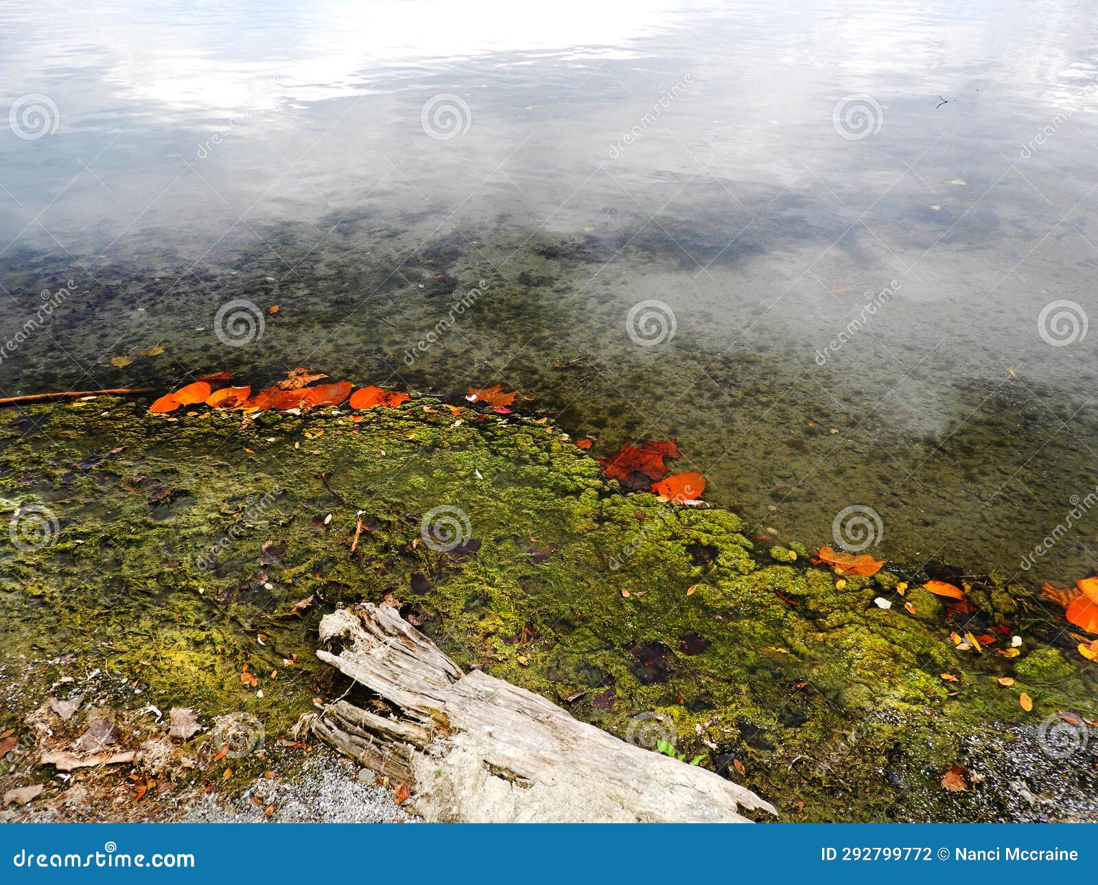 Green Blue Algae Bloom Mat Along Cayuga Shoreline Stock Photo - Image ...