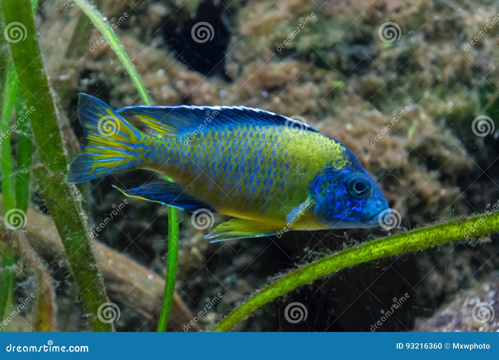 Green and Blue Colored Tropical Wildlife Fish Stock Photo - Image of ...