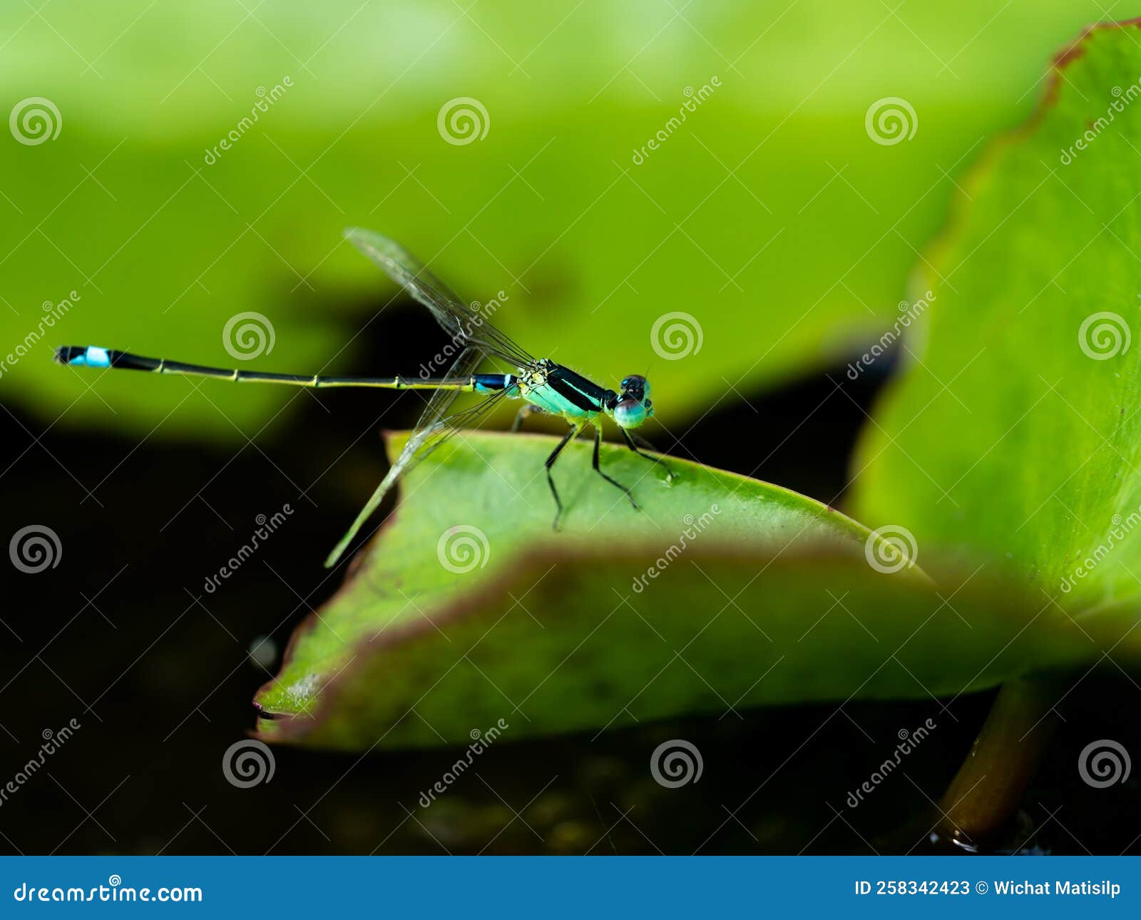 Green-blue Dragonfly Perched on the Lotus Lea Stock Image - Image of ...