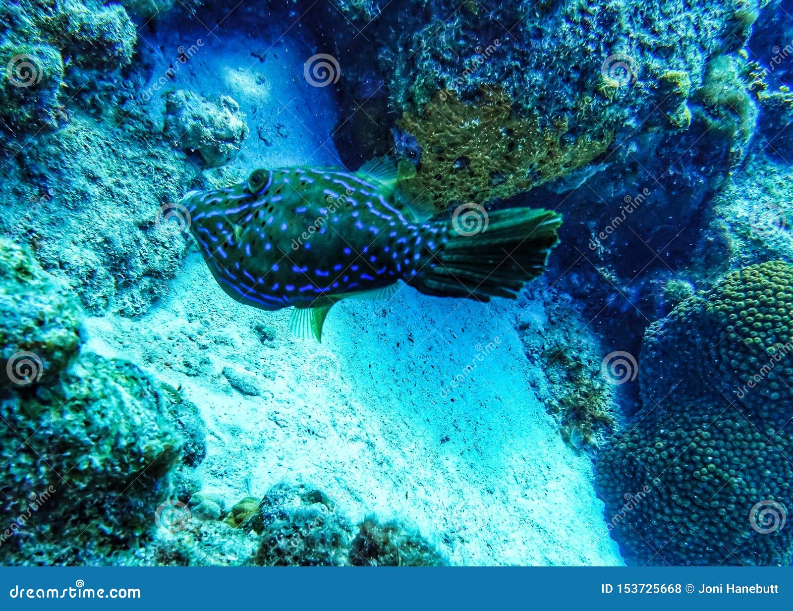 Green and Blue Filefish Swimming in the Ocean. Stock Photo - Image of ...