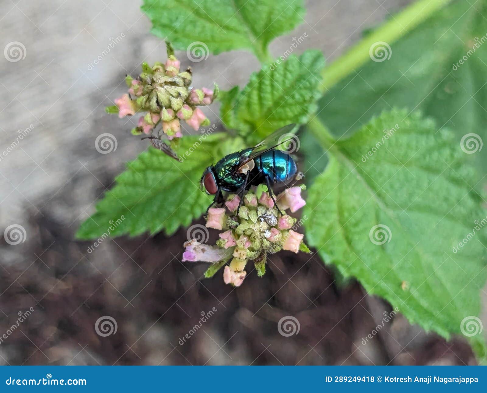 Green and Blue Mixed of an Insect Sitting on the Flower Stock Photo ...