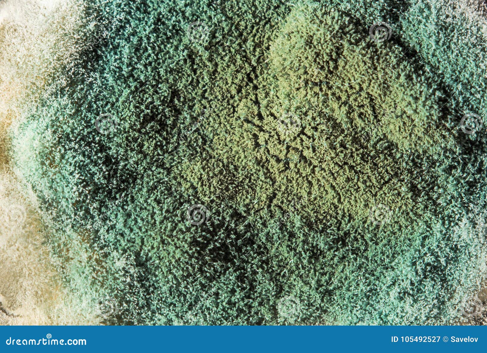 Green and blue mold macro stock image. Image of fungus - 105492527