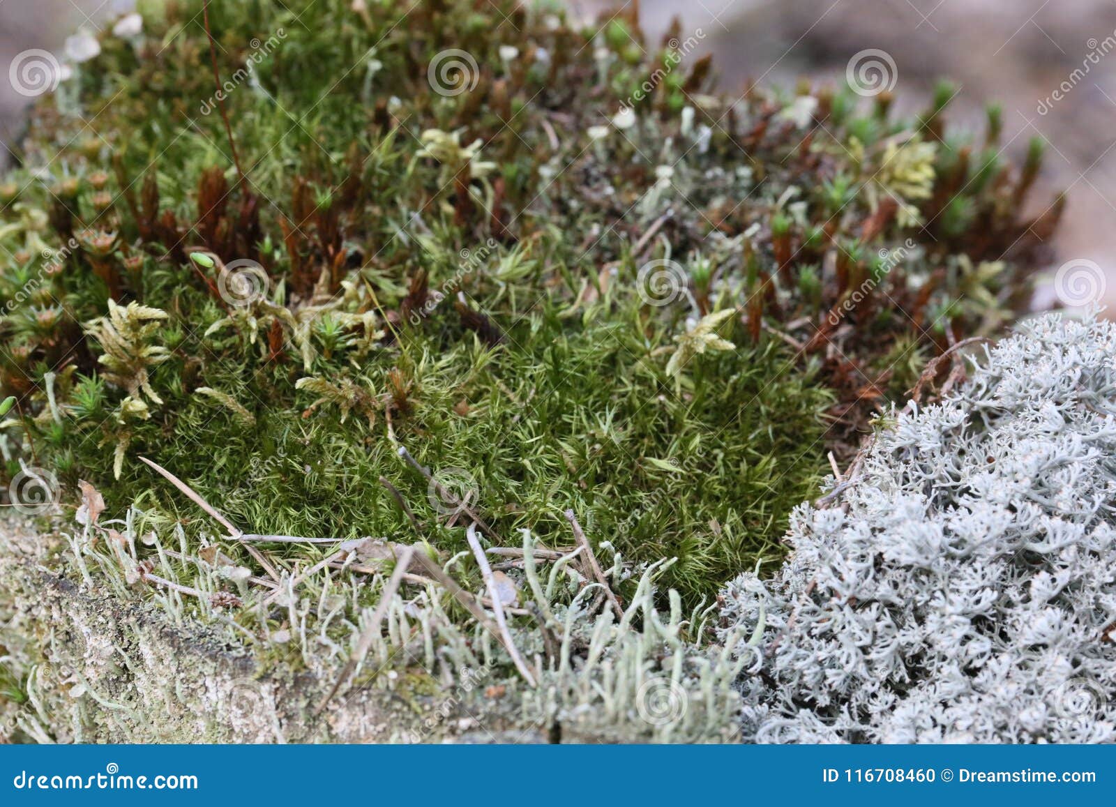Green and Blue Moss in a Deep Forest on a Stump. Spring. Macro Stock ...