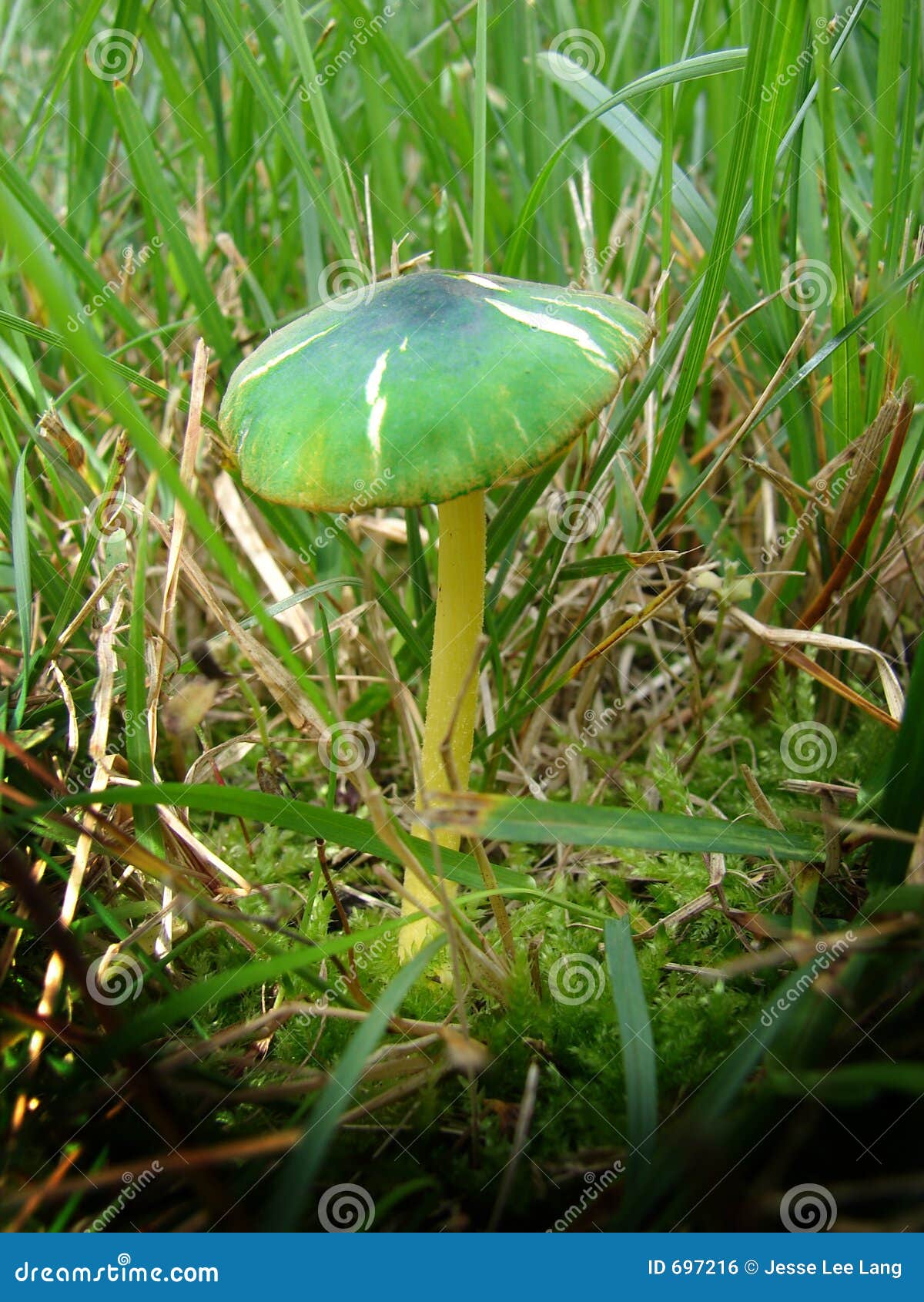 Green and blue mushroom stock photo. Image of beautiful - 697216