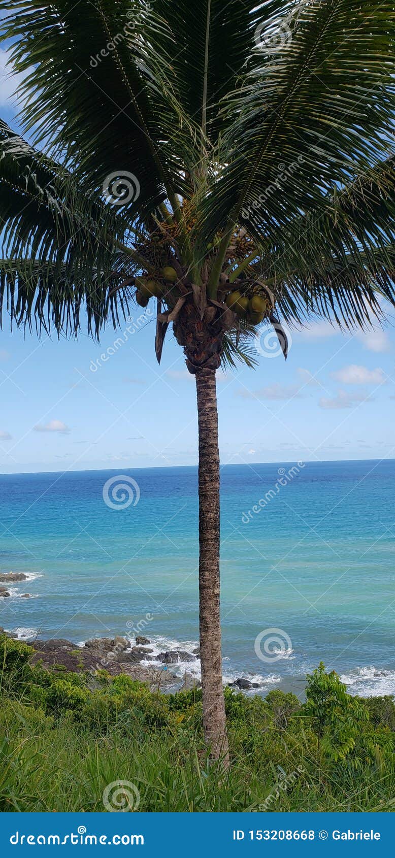 Green and blue stock photo. Image of beach, ocean, tree - 153208668
