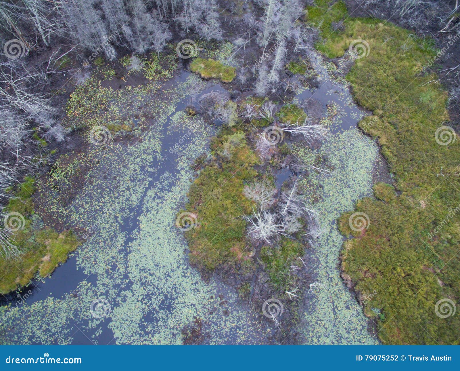 Green and blue stock photo. Image of mixture, pond, algae - 79075252