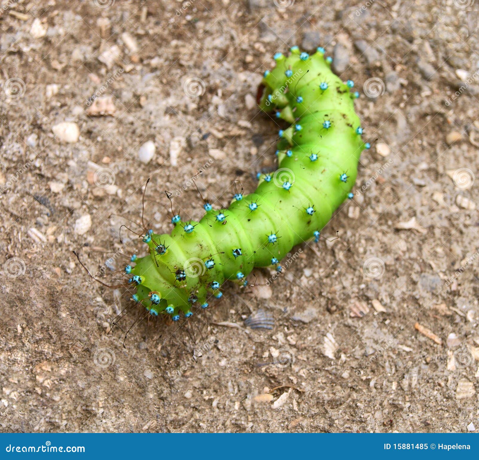 Green Blue-spotted Caterpillar Stock Image - Image of macro, insect ...