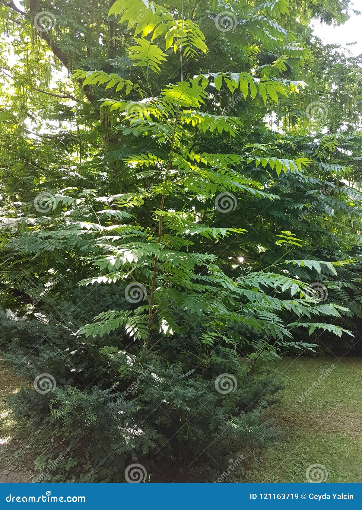 Green and blue stock image. Image of love, green, blue - 121163719