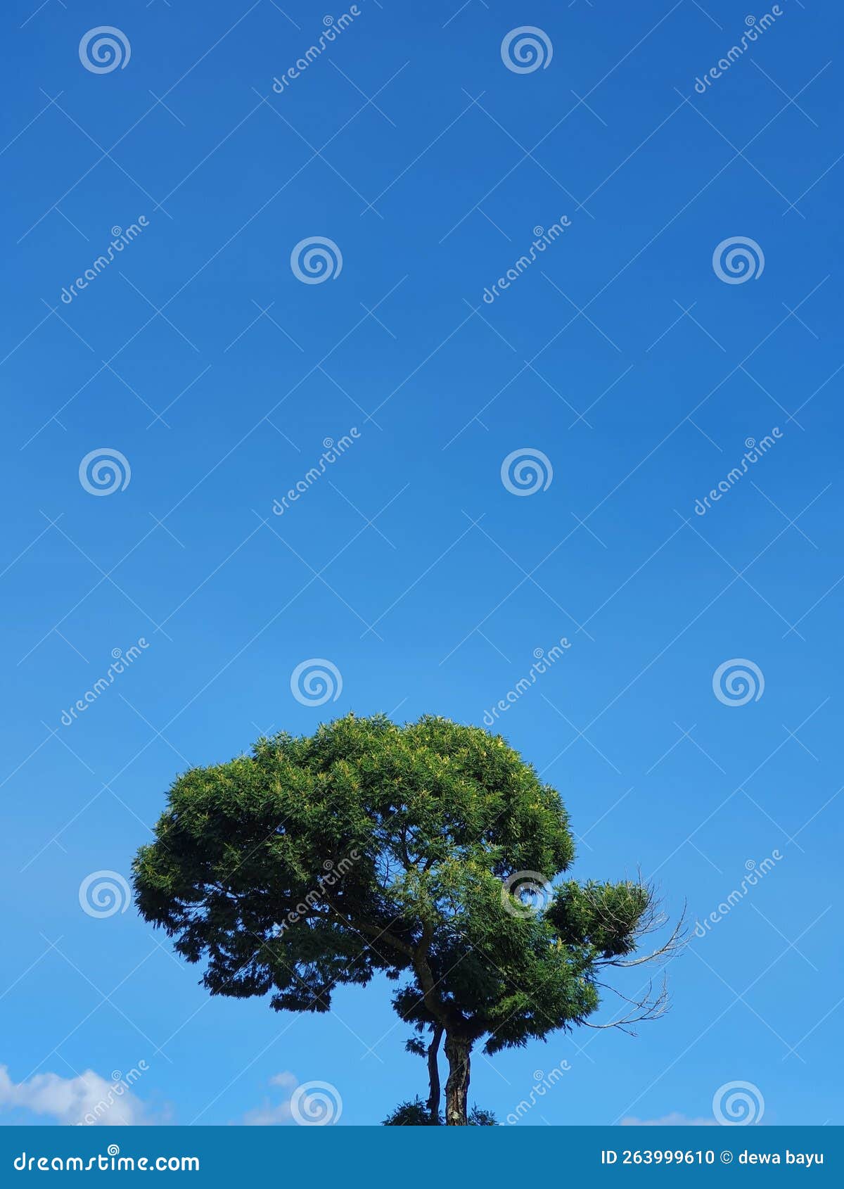 Green on blue stock photo. Image of grass, tree, nature - 263999610