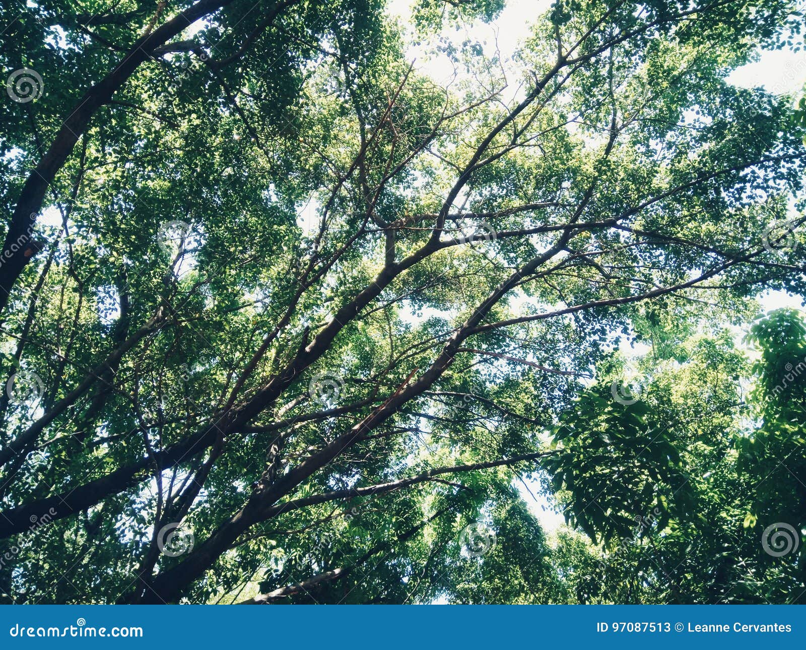 Green and Blue stock image. Image of calm, blue, green - 97087513