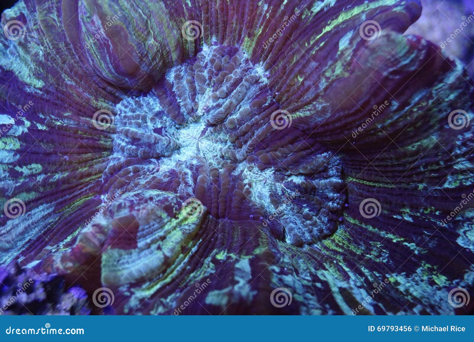 Green and Blue Wellsophyllia Coral Stock Photo - Image of animal, mouth ...