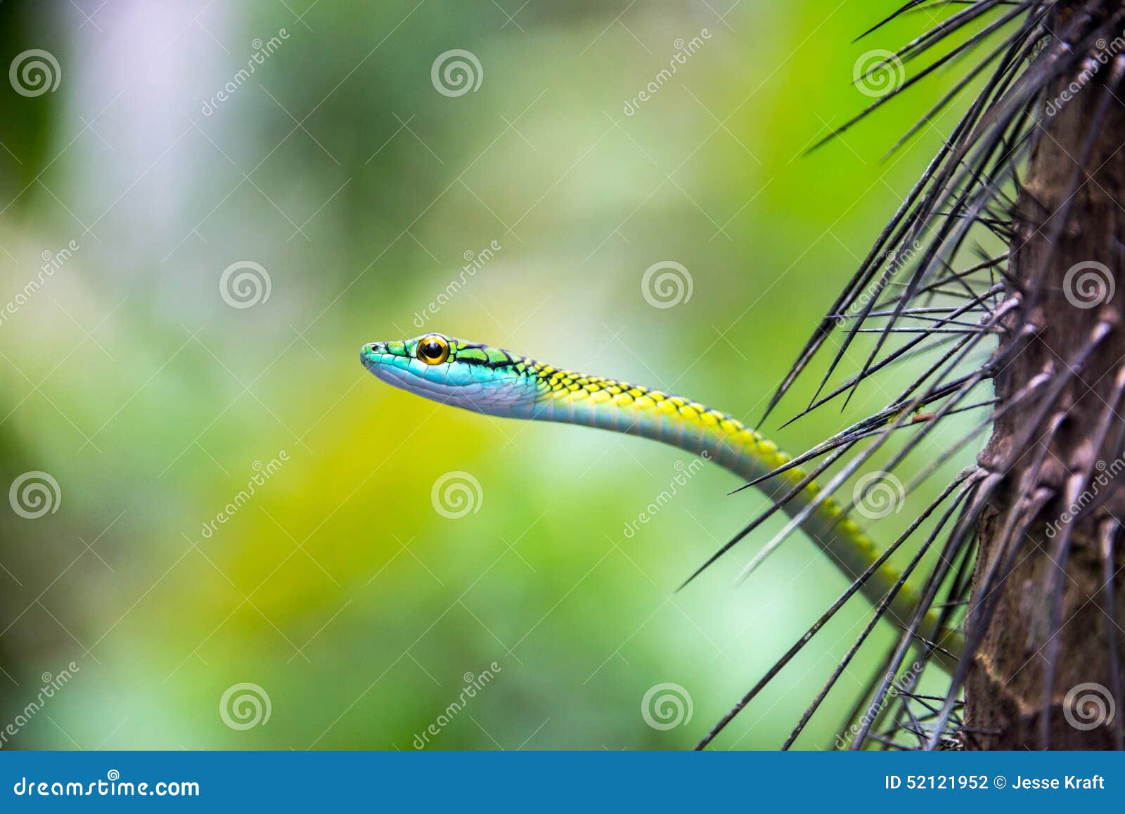 Green, Blue, and Yellow Snake Stock Photo - Image of nature, exotic ...