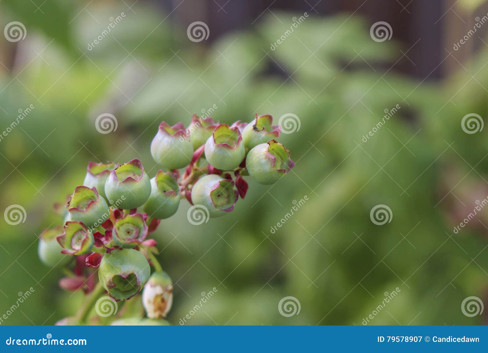 Green Blueberries stock image. Image of berries, garden - 79578907